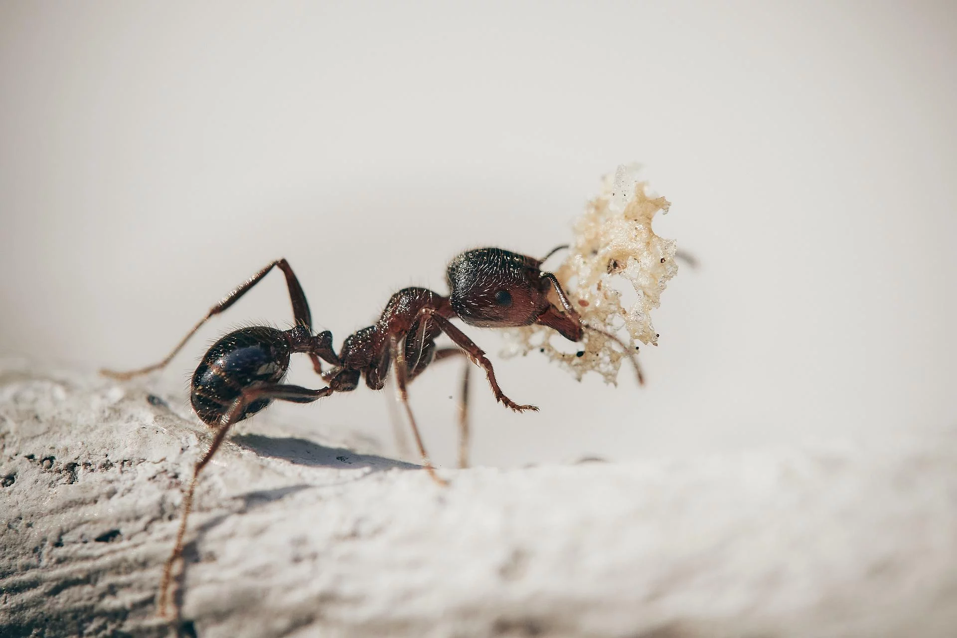 The 3 Most Common Types of Ants in Washington DC, Virginia, and ...