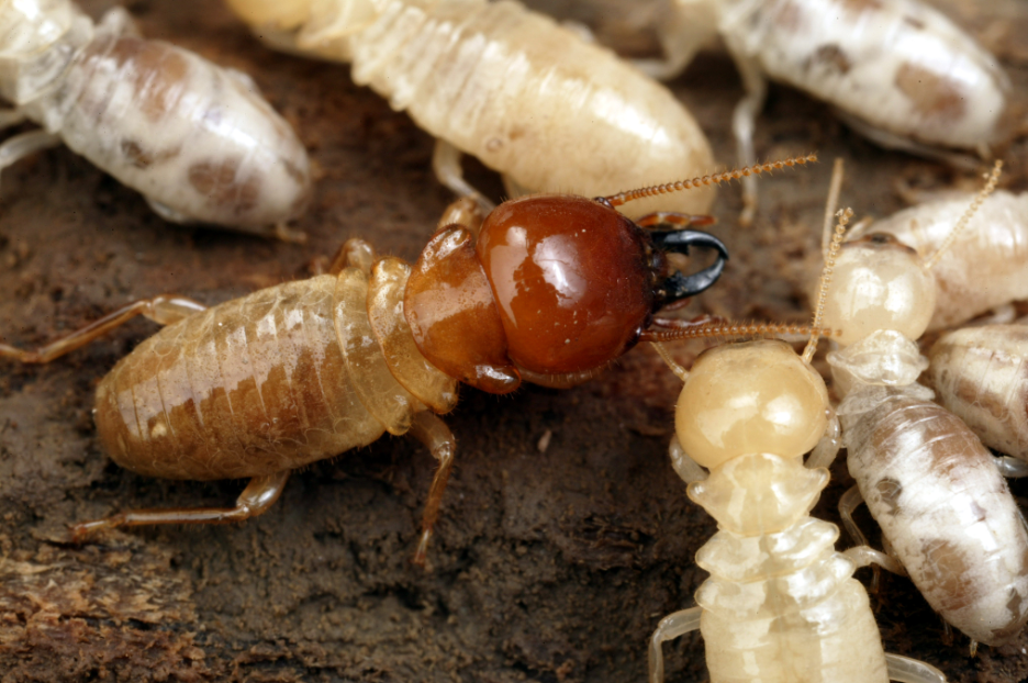 How Long Do Termites Live? | Senate Termite and Pest Control